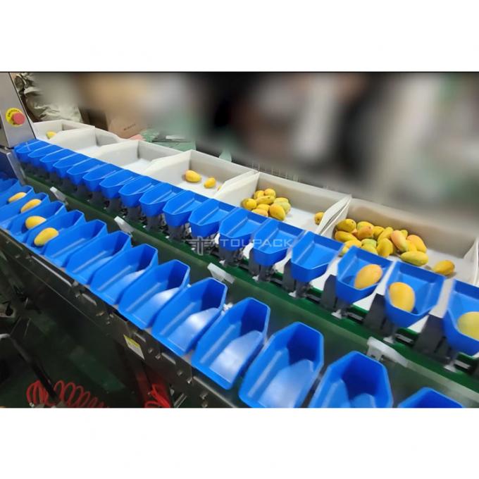 Smart Seafood Grading Machine for Oyster, Abalone, Trepang